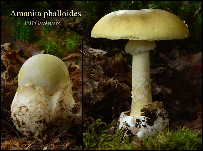 Amanita_phalloides