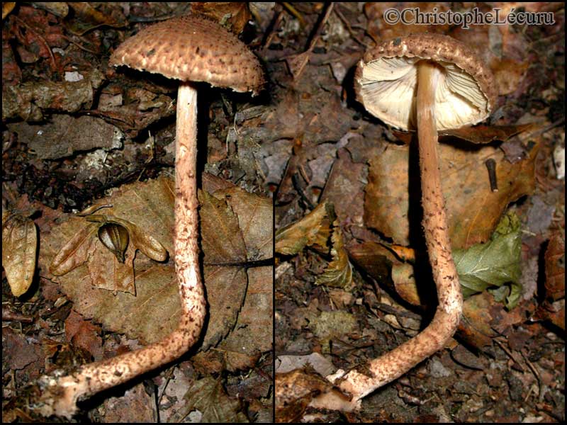 Echinoderma_calcicola