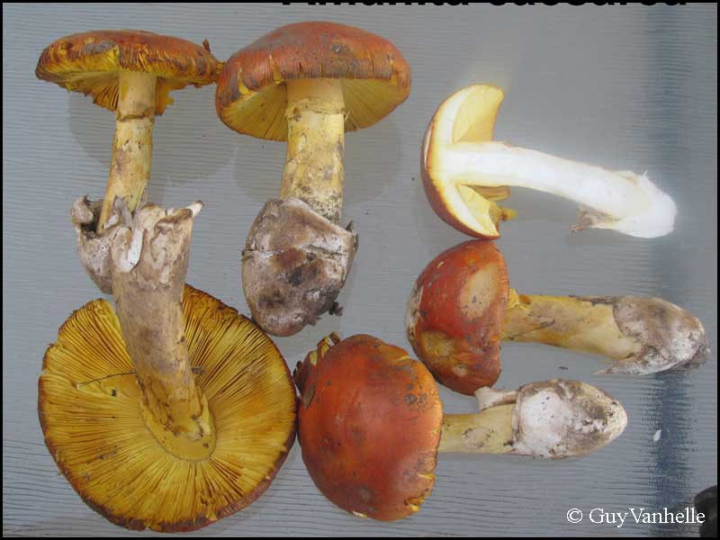 Amanita_caesarea