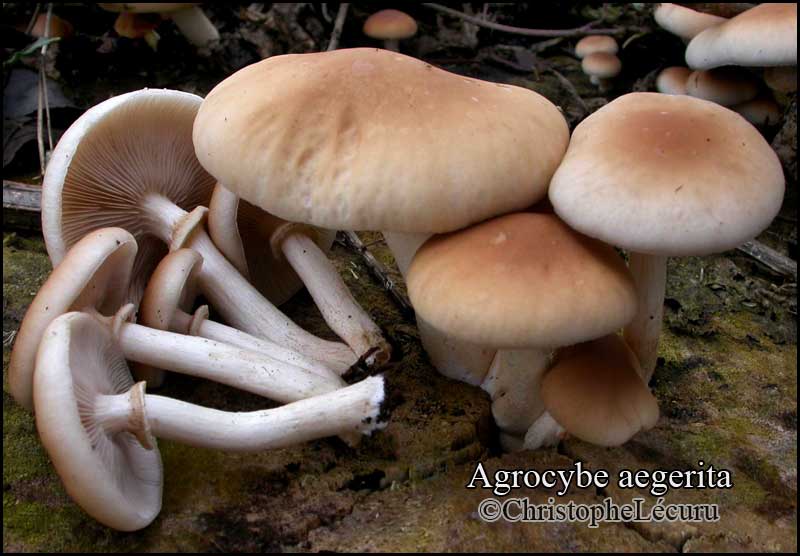 Agrocybe_aegerita