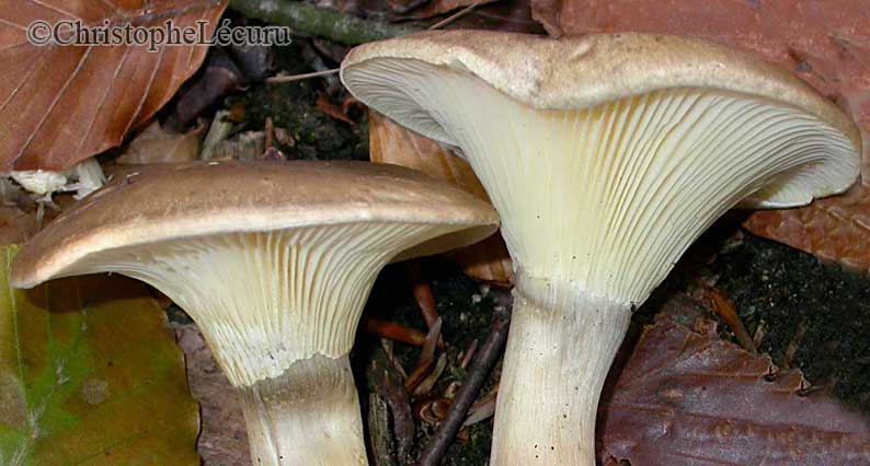 Ampulloclitocybe_clavipes