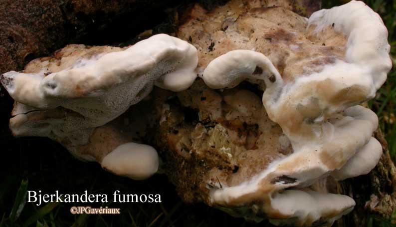 Bjerkandera_fumosa