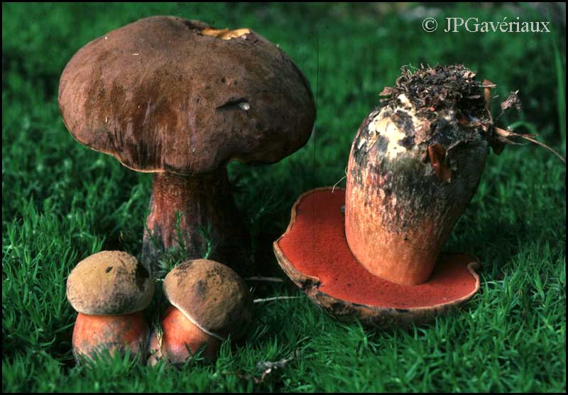 Neoboletus_erythropus