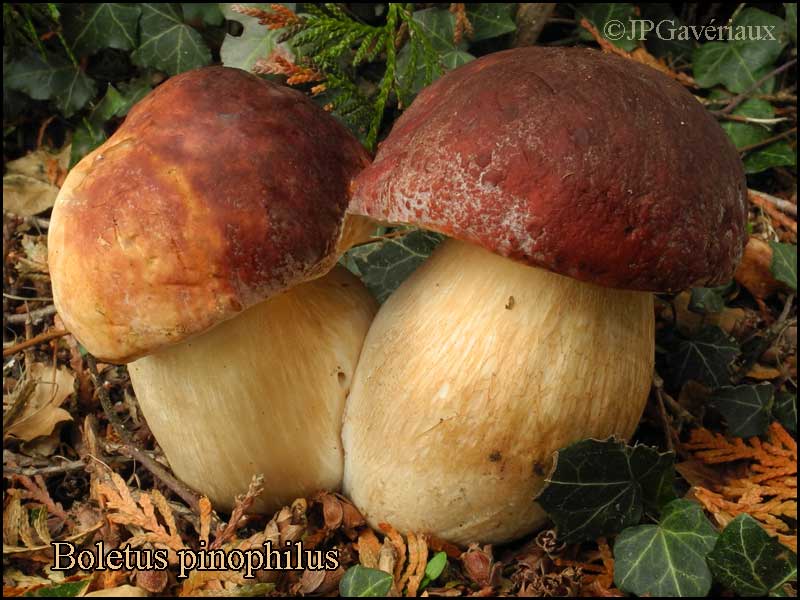 Boletus_pinophilus