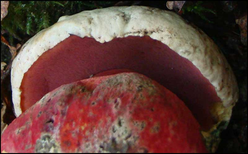 Rubroboletus_satanas