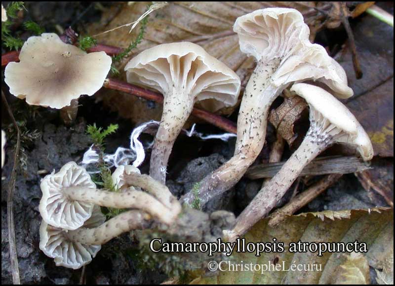 Camarophyllopsis_atropuncta