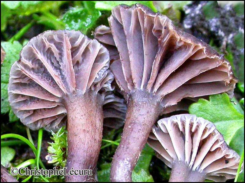 Camarophyllopsis_phaeophylla