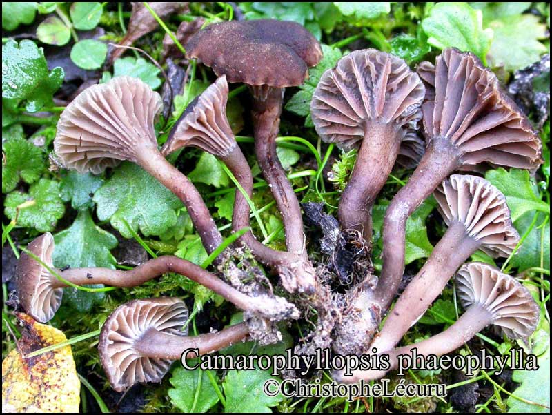 Camarophyllopsis_phaeophylla