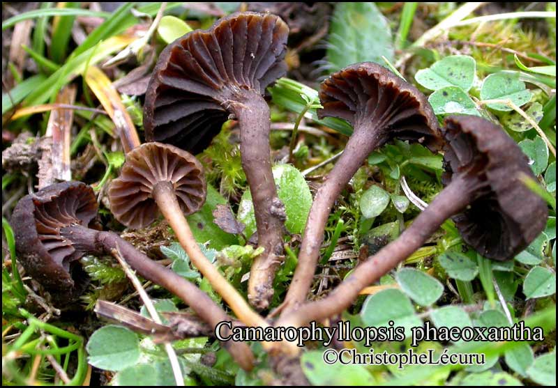 Camarophyllopsis_phaeoxantha