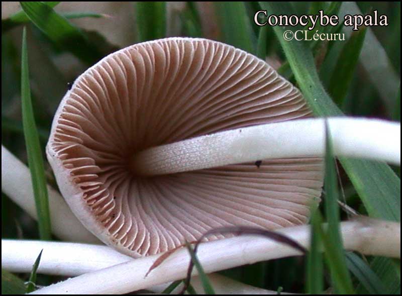 Conocybe_apala