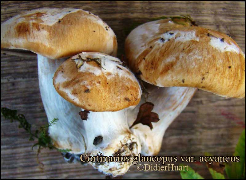 Cortinarius_glaucopus_acyaneus