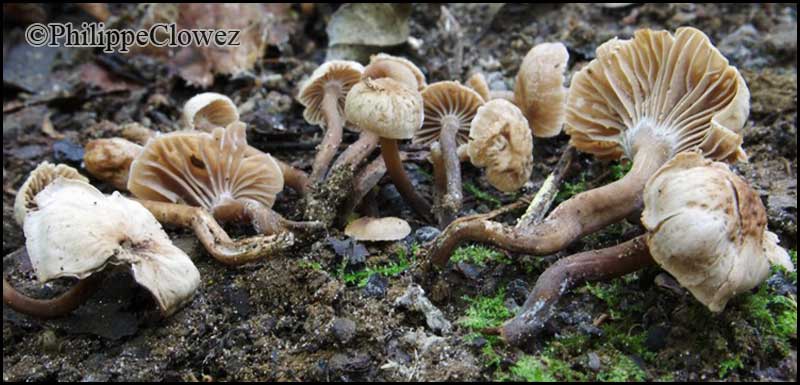 Camarophyllopsis_foetens