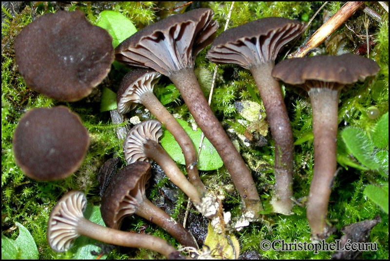 Camarophyllopsis_phaeophylla