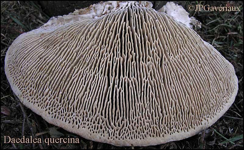 Daedalea_quercina