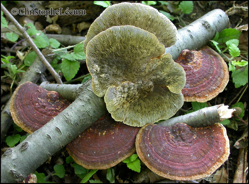 Daedaleopsis tricolor