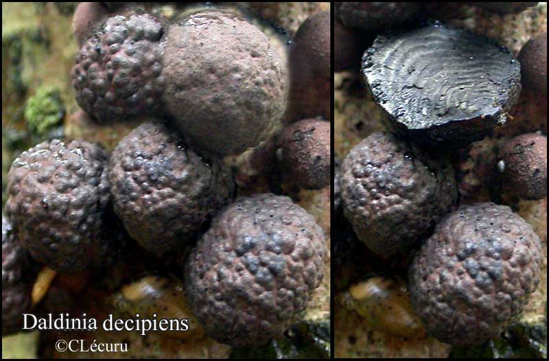 Daldinia_decipiens