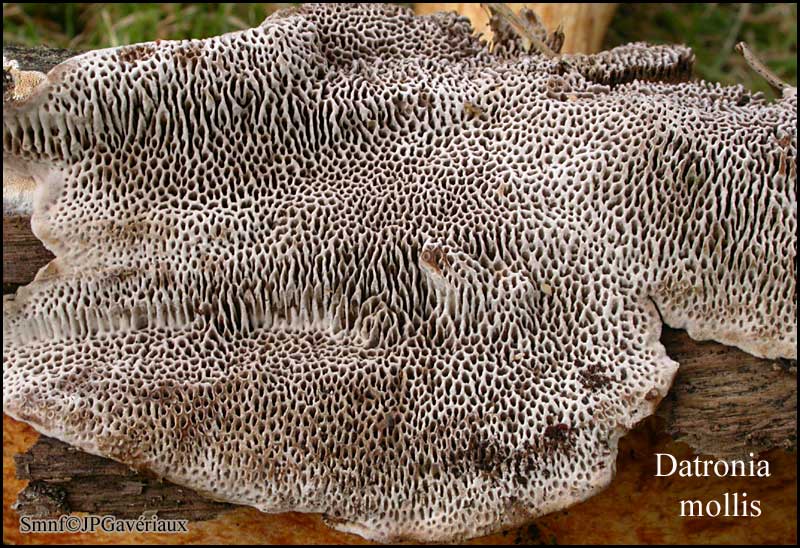 Datronia_mollis