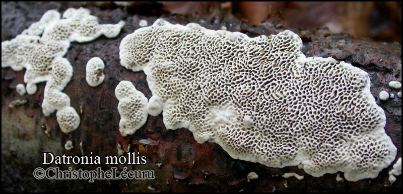 Datronia_mollis