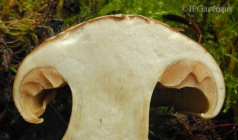 Entoloma_lividum
