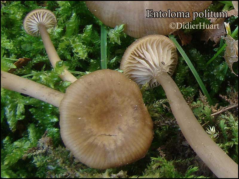 Entoloma_politum