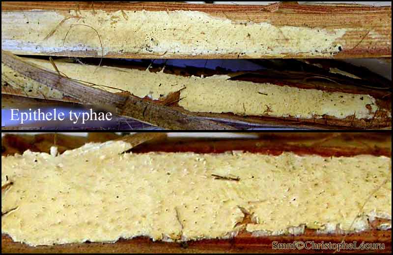 Epithele_typhae