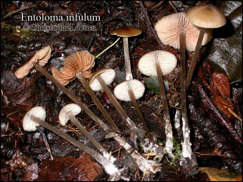 Entoloma_infulum