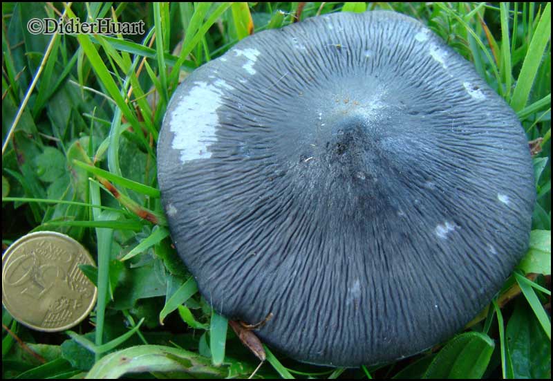 Entoloma_madidum