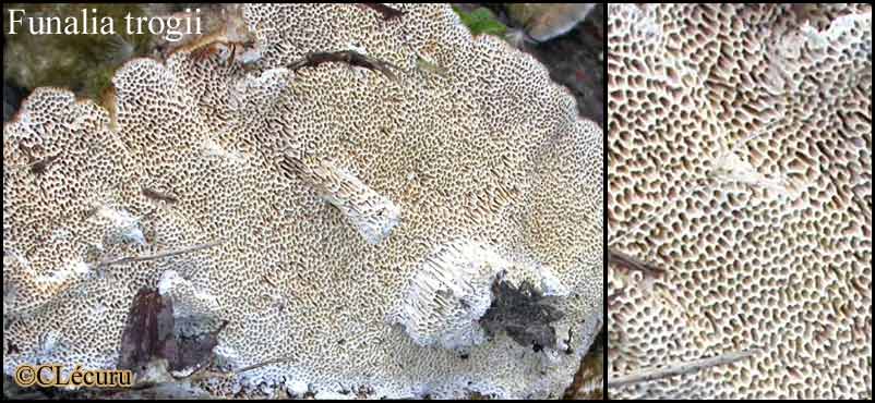 Funalia_trogii