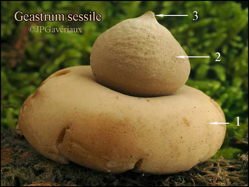 Geaster_sessile