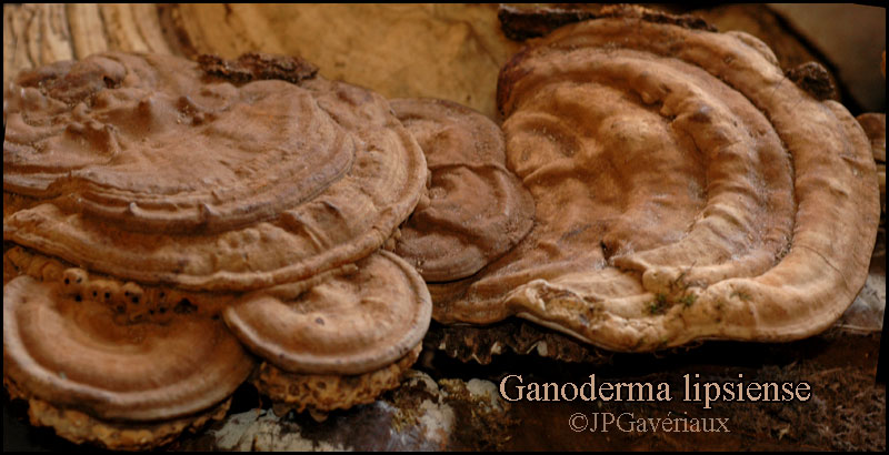 Ganoderma_lipsiense