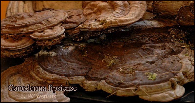 Ganoderma_lipsiense