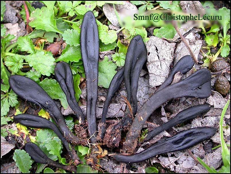 Geoglossum_cookeianum