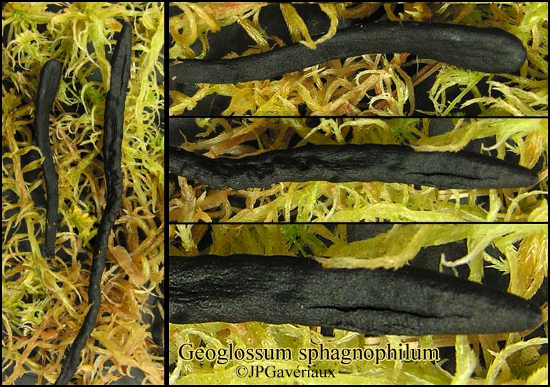 Geoglossum_sphagnophilum