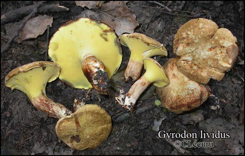 Gyrodon_lividus