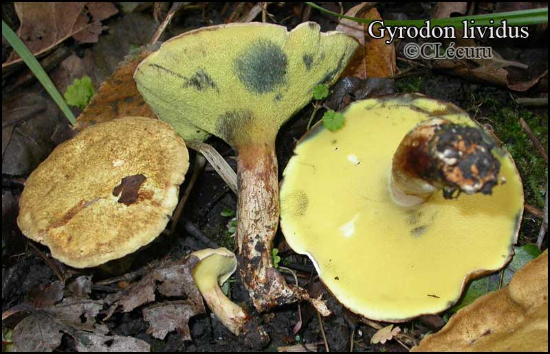 Gyrodon_lividus