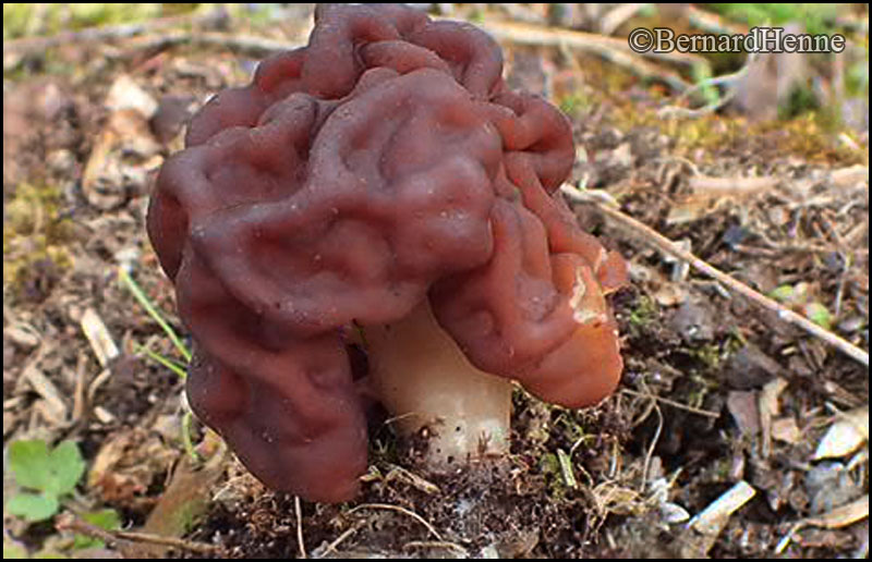 Gyromitra_esculenta