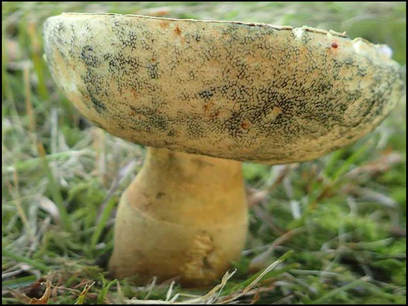 Gyroporus_cyanescens