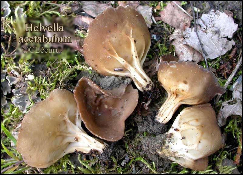 Helvella_acetabulum