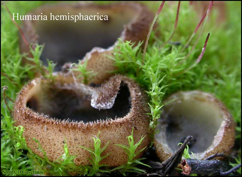Humaria_hemisphaerica