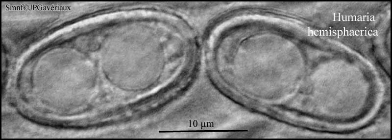 Humaria_hemisphaerica