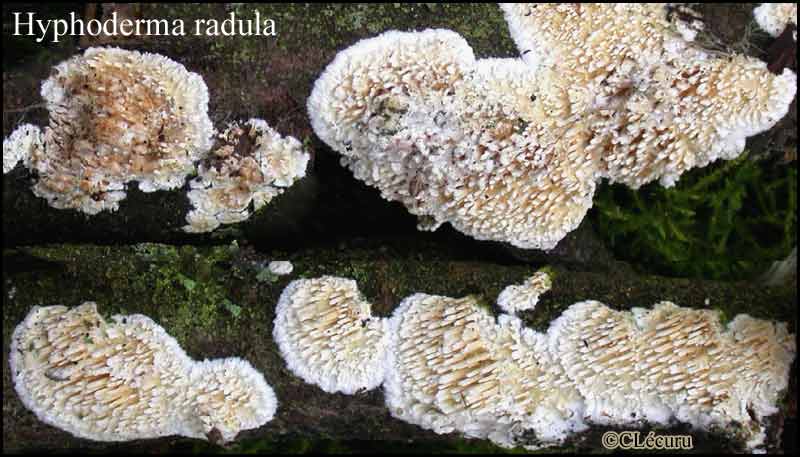 Hyphoderma_radula