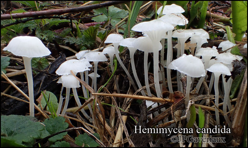 Hemimycena_candida