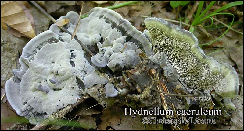 Hydnellum_caeruleum