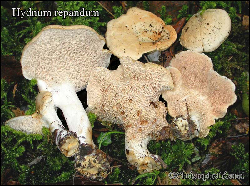 Hydnum_repandum
