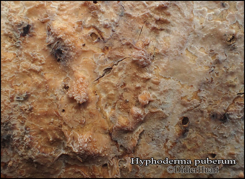 Hyphoderma_puberum