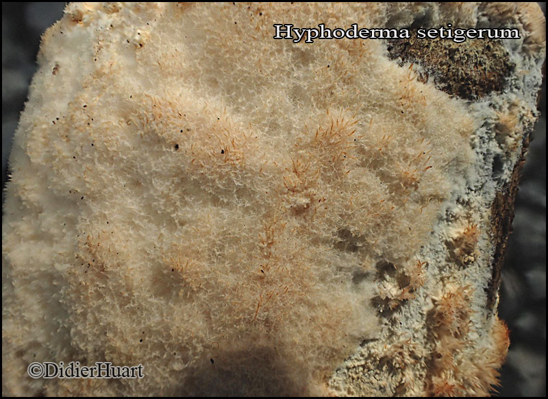 Hyphoderma_setigerum