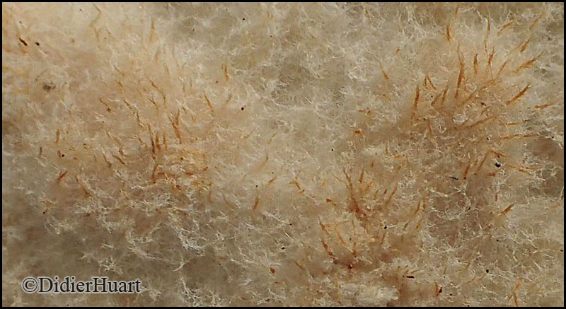 Hyphoderma_setigerum