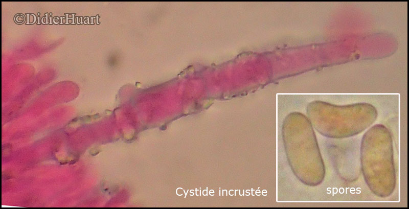 Hyphoderma_setigerum