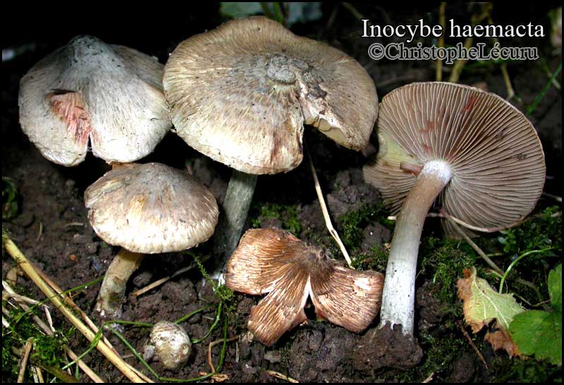 Inocybe_haemacta