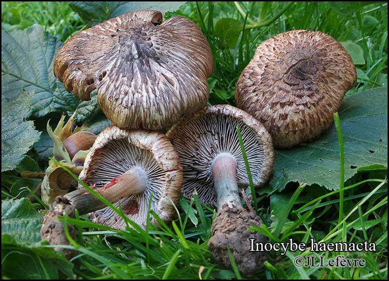 Inocybe_haemacta